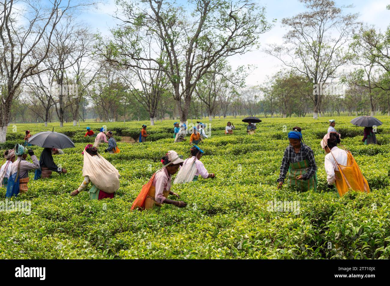 Beautiful india female worker hi-res stock photography and images - Alamy