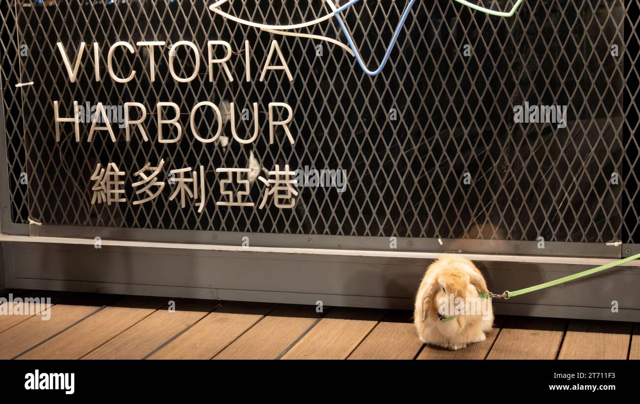 People walking their pet Rabbits along the newly opened Central and ...