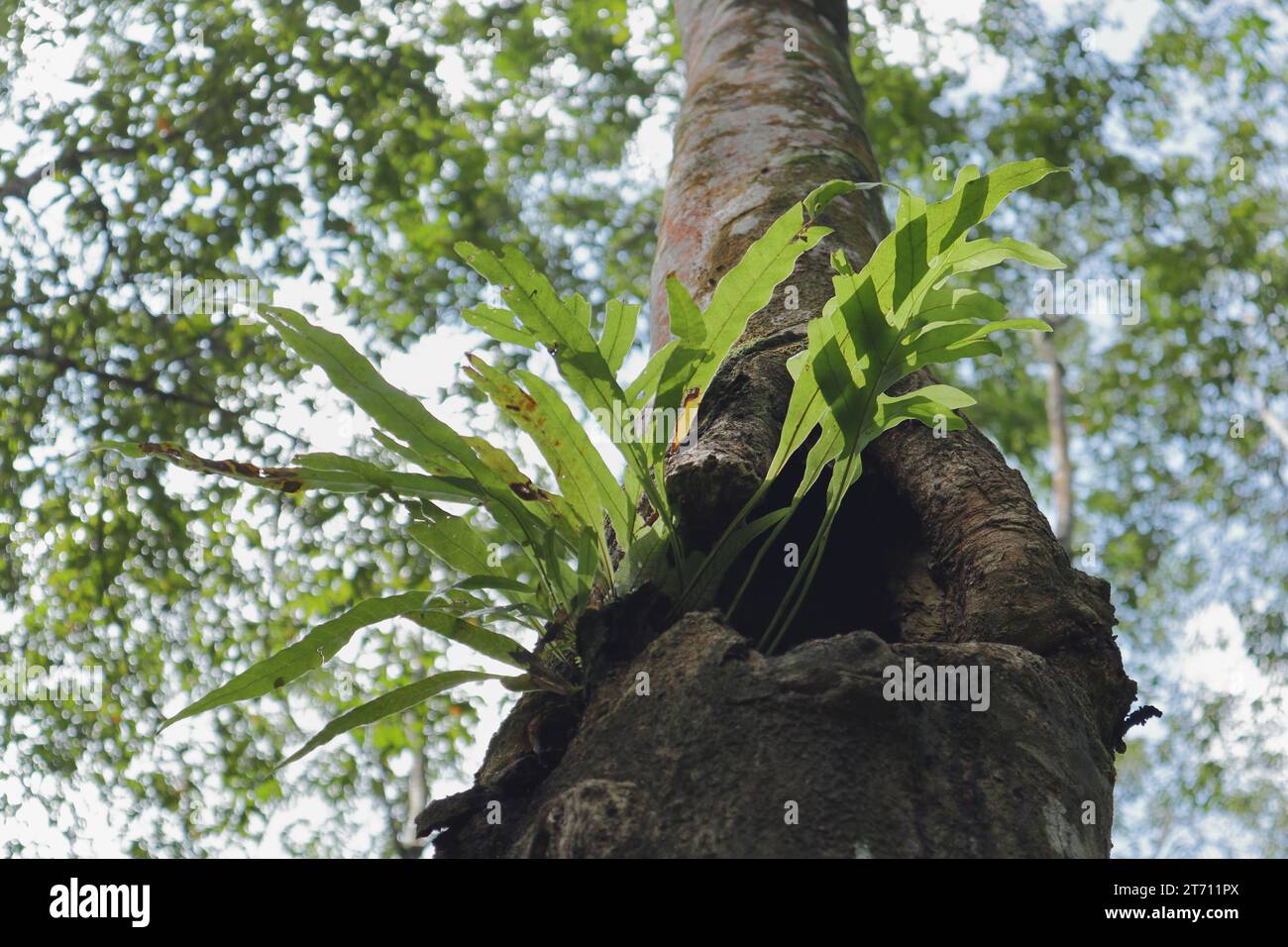 Low angle view of a Rubber tree trunk with a large tree hole and an ...