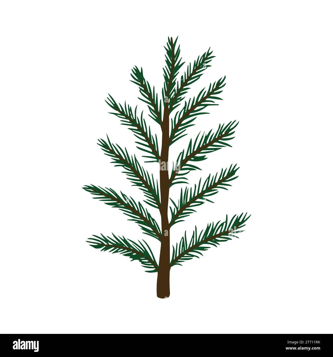 The spruce is green. Pine isolated on a white background painted in a ...