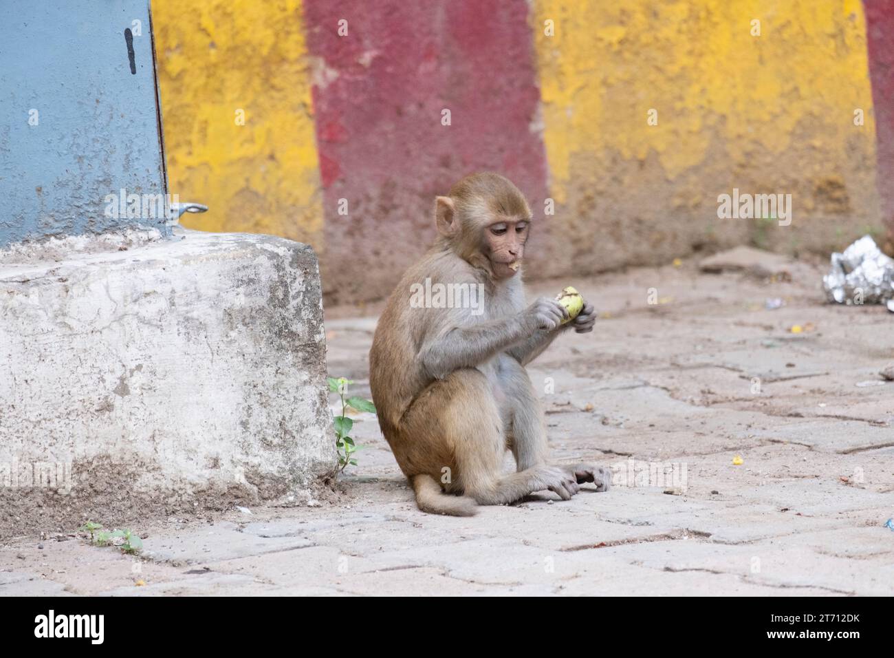 Portrait of a monkey/monkeys Stock Photo - Alamy