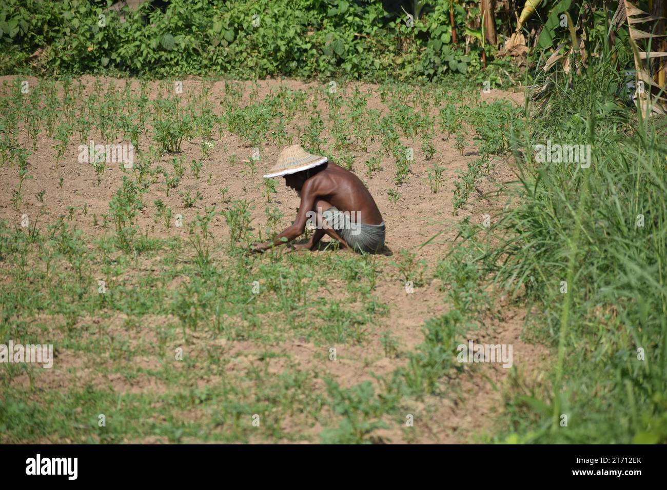 Bangladesh farmers hi-res stock photography and images - Alamy