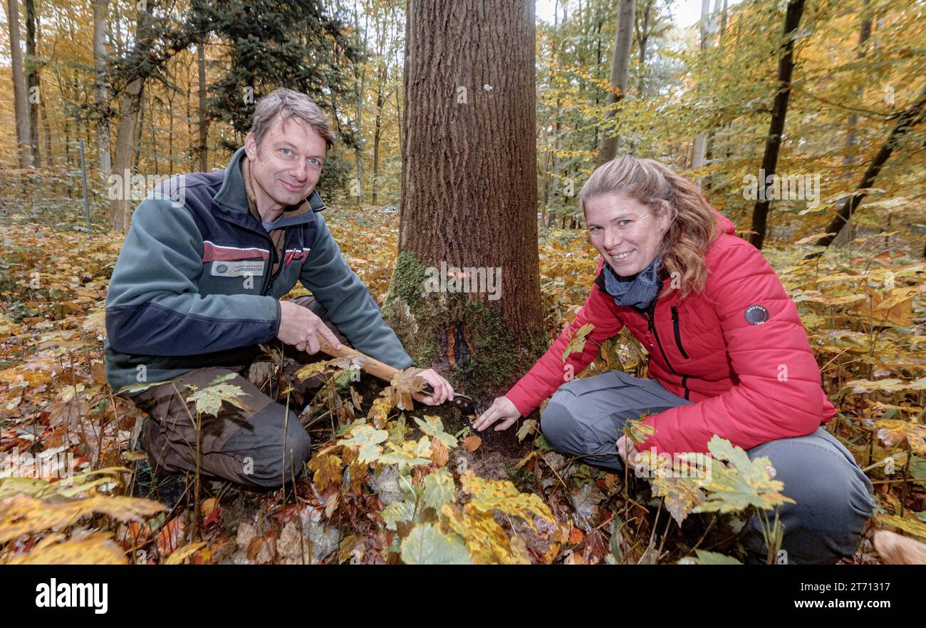 PRODUCTION - 01 November 2023, Schleswig-Holstein, Reinfeld In Holstein ...