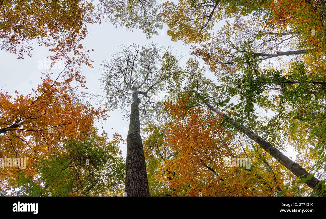 PRODUCTION - 01 November 2023, Schleswig-Holstein, Reinfeld In Holstein ...