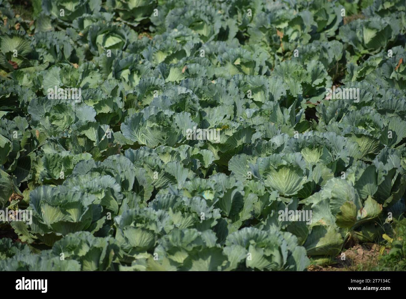 Harvest crop cabbage vegetable hi-res stock photography and images - Alamy