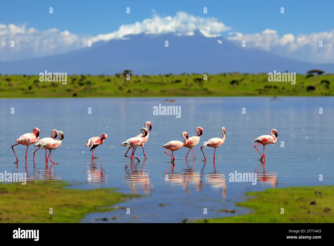 Flock of flamingos wading in the shallow lagoon water on mountain ...