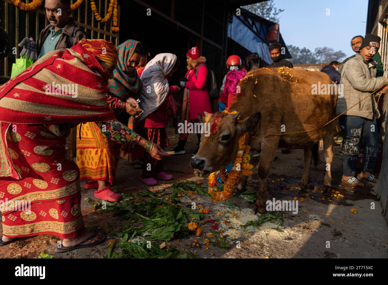Devotees performs rituals at a center where abandoned cows and bulls ...