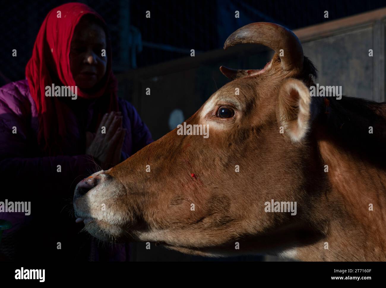 A devotee performs rituals at a center where abandoned cows and bulls ...