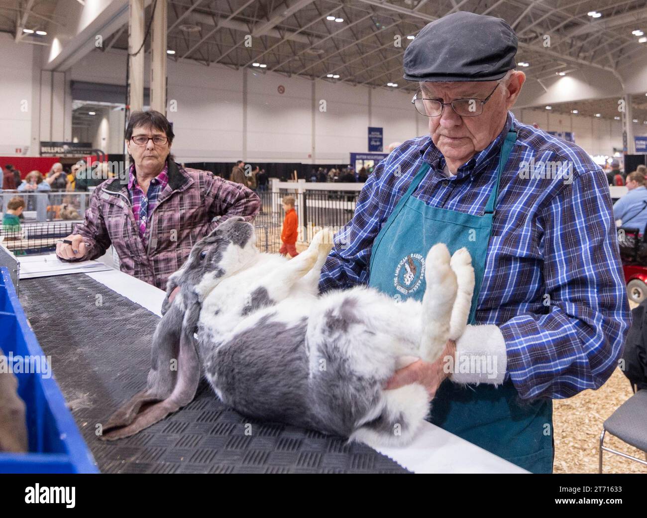 (231113) -- TORONTO, Nov. 13, 2023 (Xinhua) -- A judge checks a rabbit ...