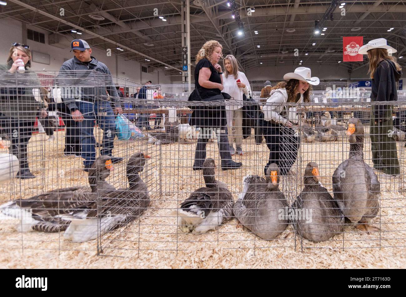 (231113) -- TORONTO, Nov. 13, 2023 (Xinhua) -- People view geese during ...