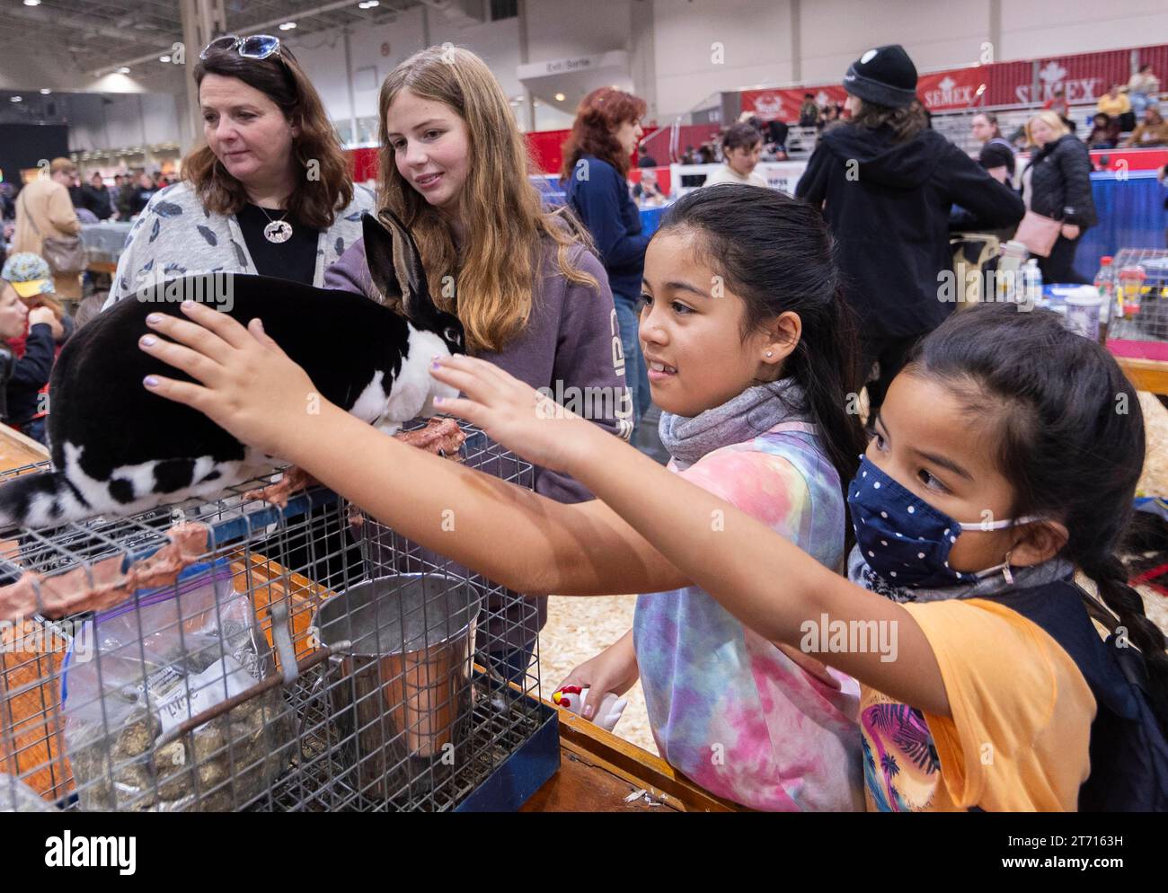 (231113) -- TORONTO, Nov. 13, 2023 (Xinhua) -- Girls pet a rabbit ...