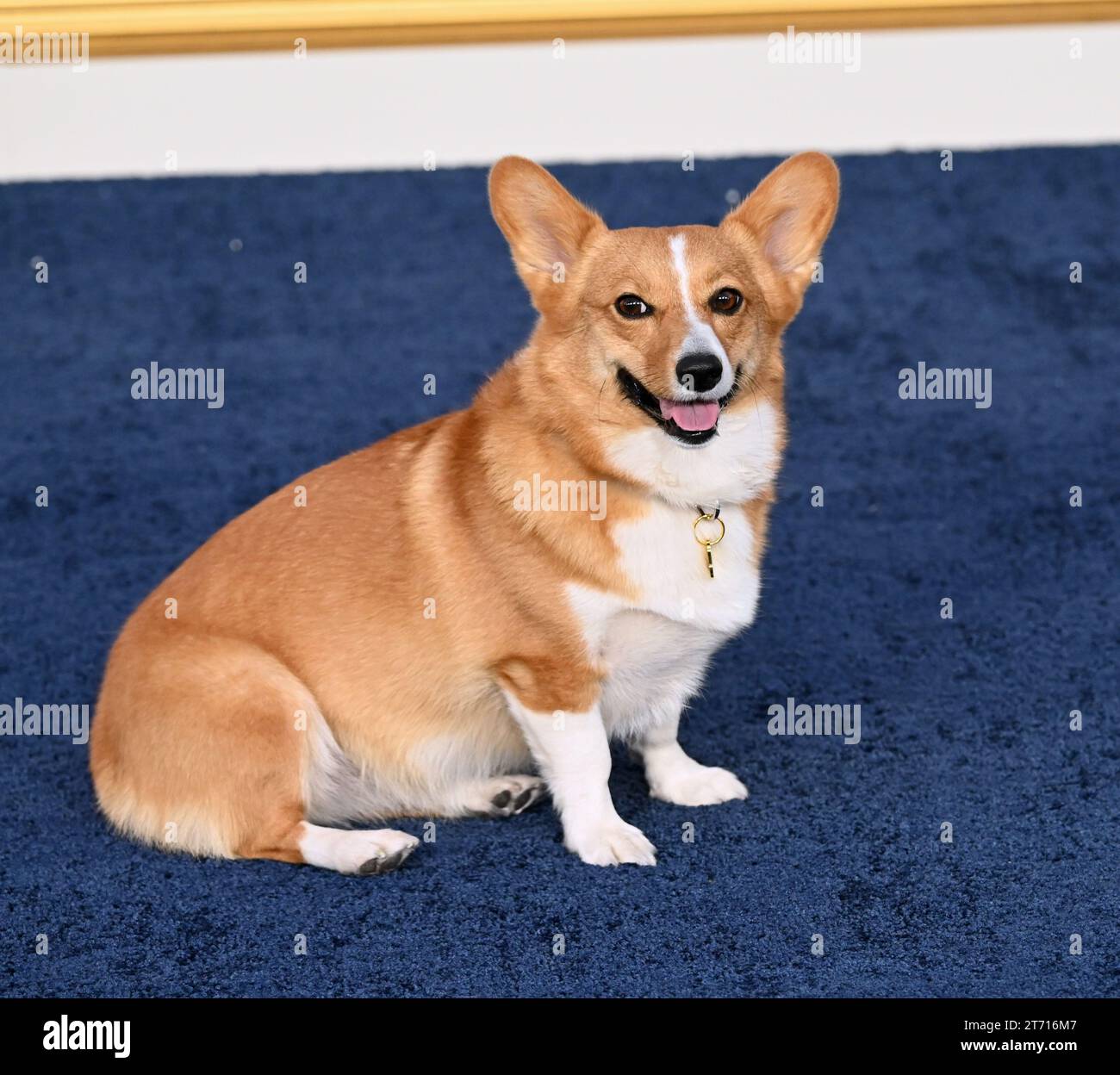 Corgi with crown hi-res stock photography and images - Alamy