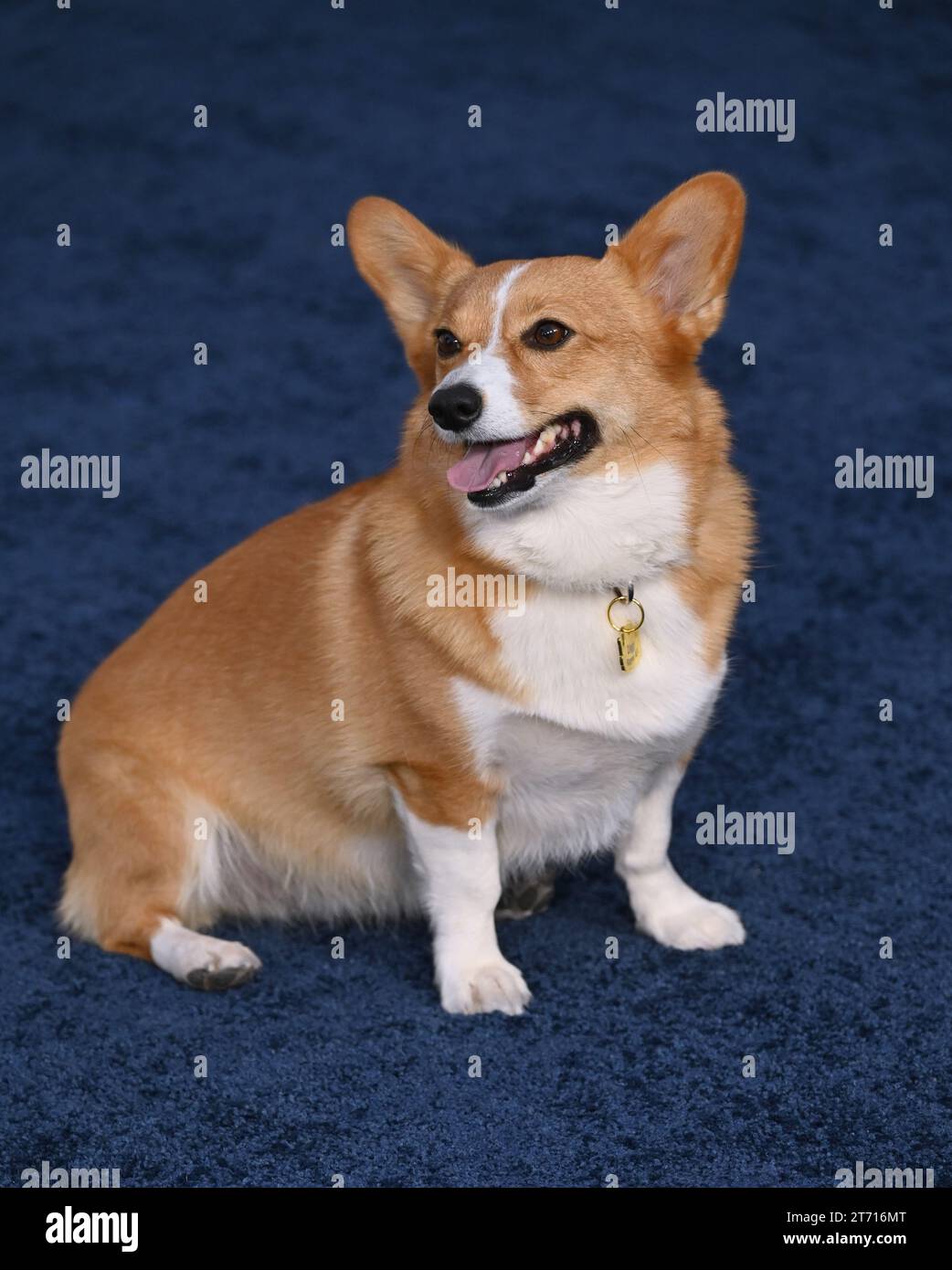 Corgi with crown hi-res stock photography and images - Alamy