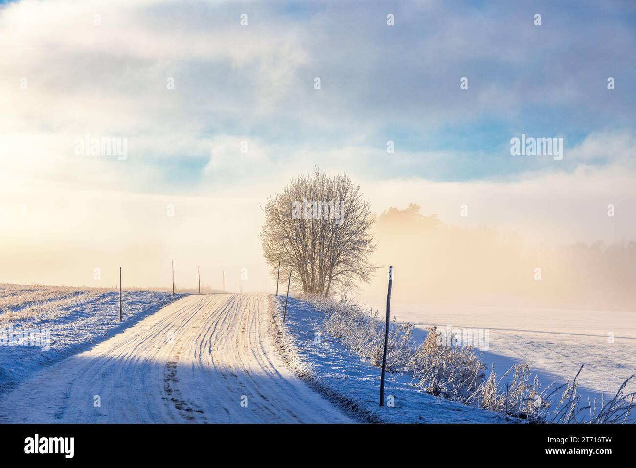 Fog and snow by a road in winter Stock Photo - Alamy