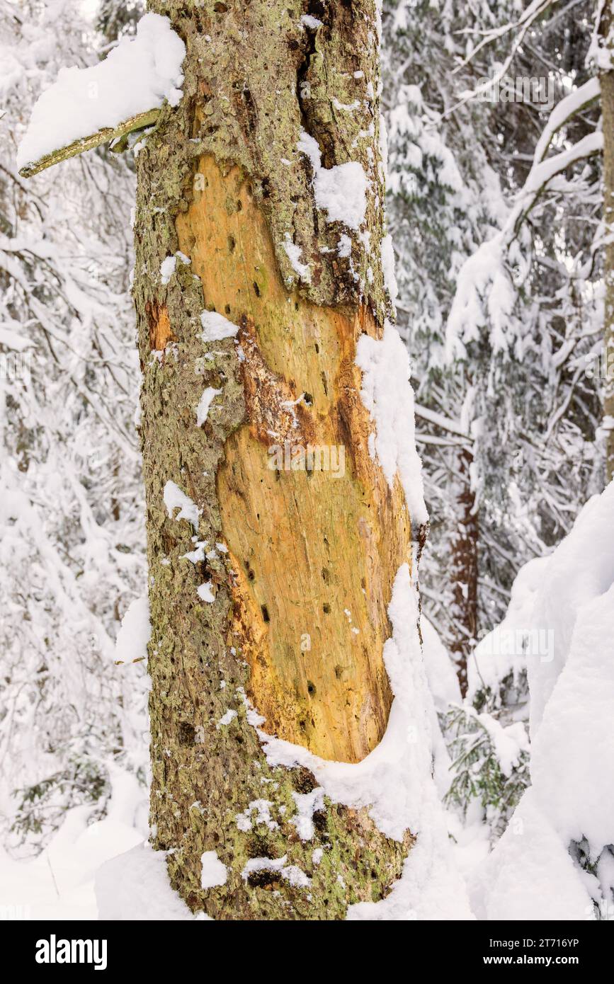 Snowy old tree snag trunk with marks after birds Stock Photo - Alamy