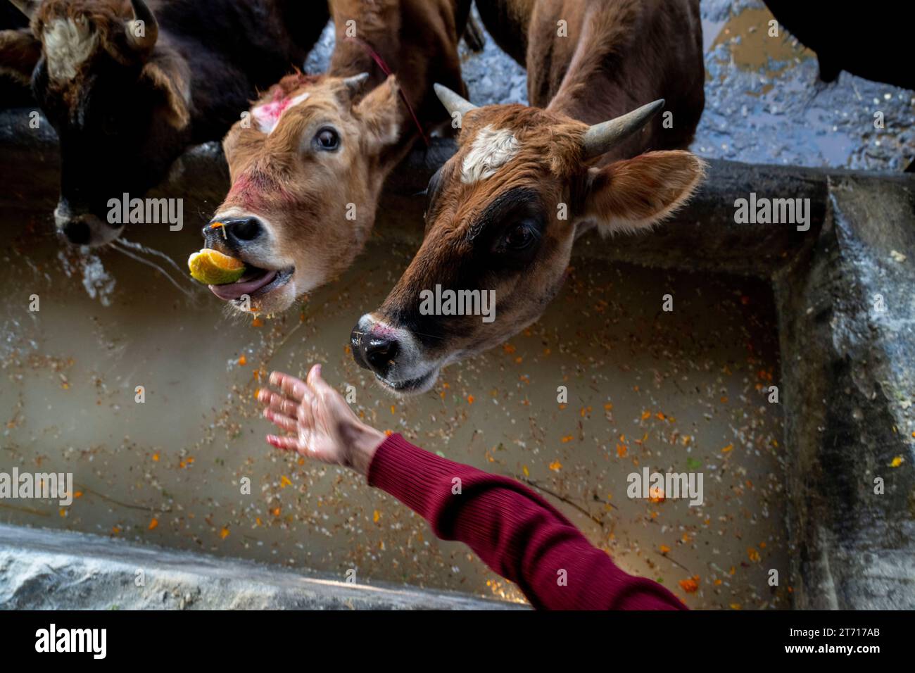 A devotee feeds cows at a center where abandoned cows and bulls are ...
