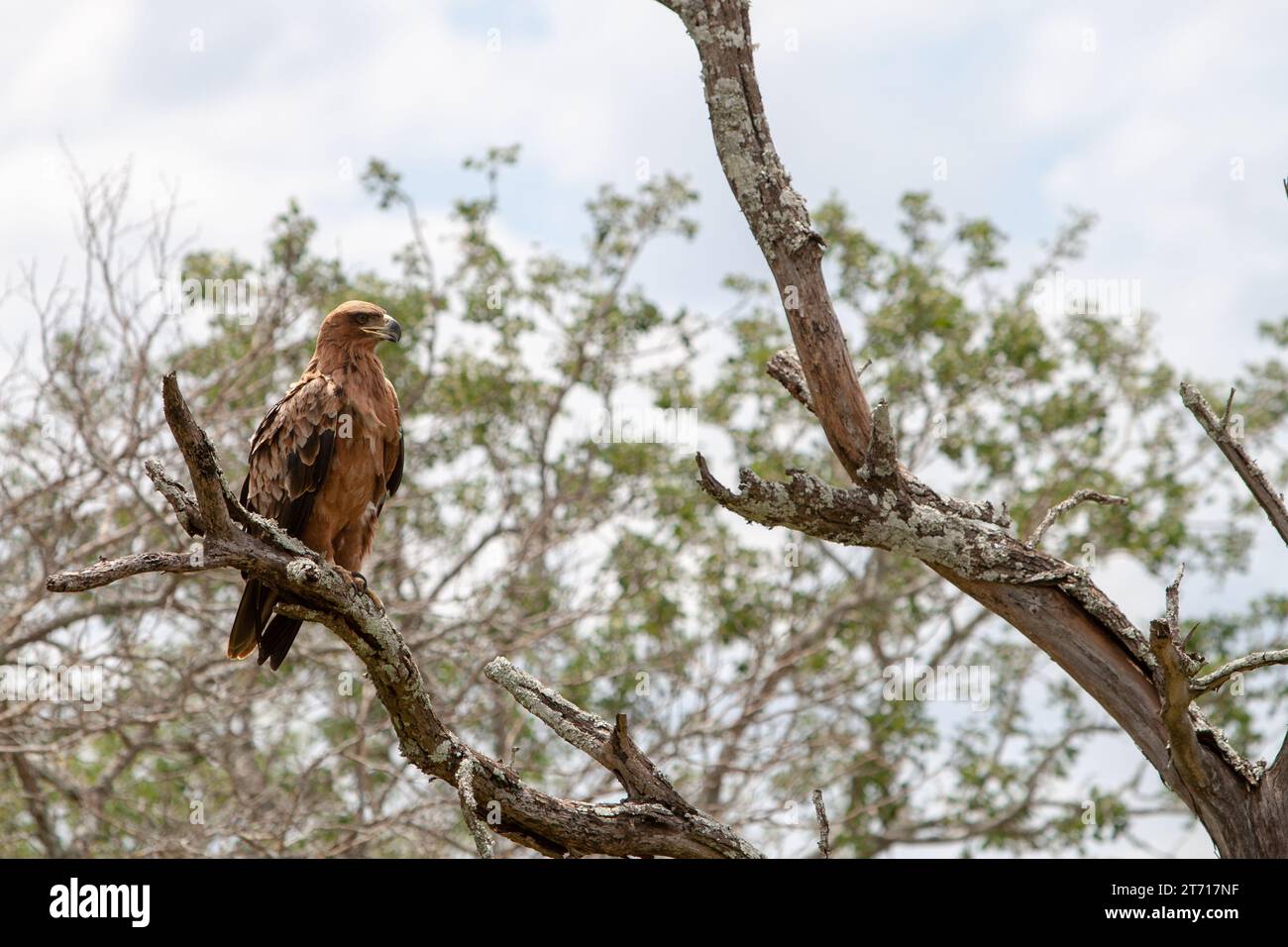 A majestic brown eagle mound perched atop a tree branch Stock Photo - Alamy