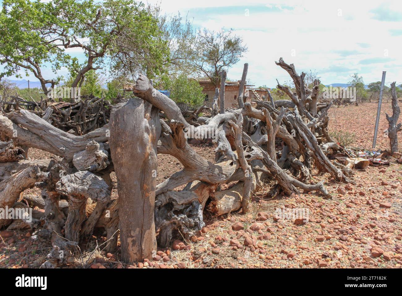 A barren, sun-baked landscape with a cluster of trees, surrounded by a ...