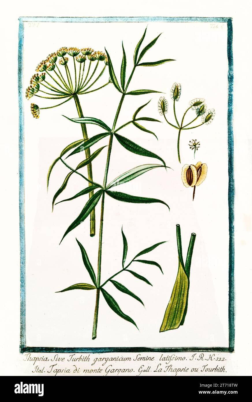 Old illustration of Thapsia (Thapsia garganica). By G. Bonelli on ...