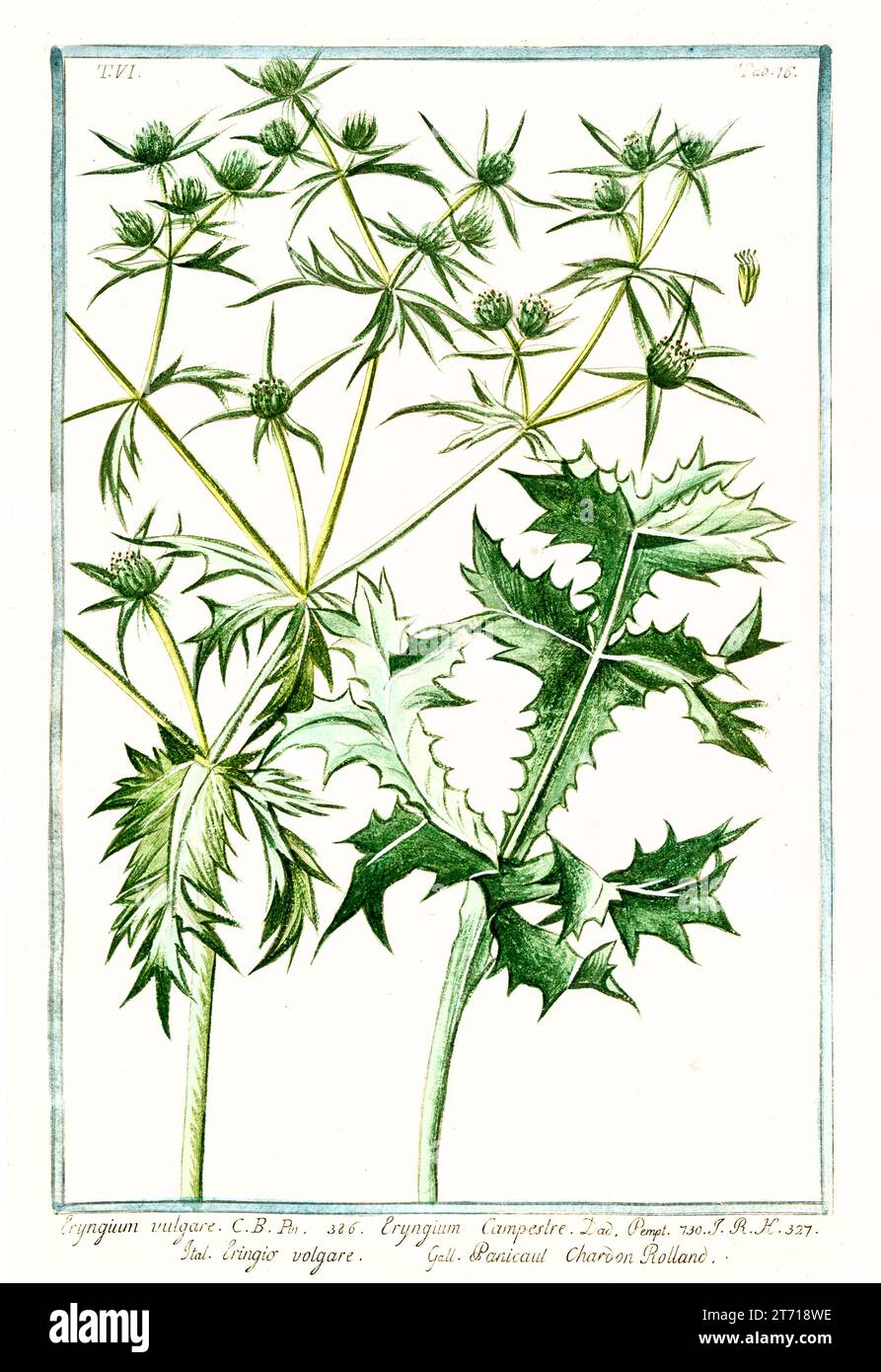 Botanical illustration eryngium hi-res stock photography and images - Alamy