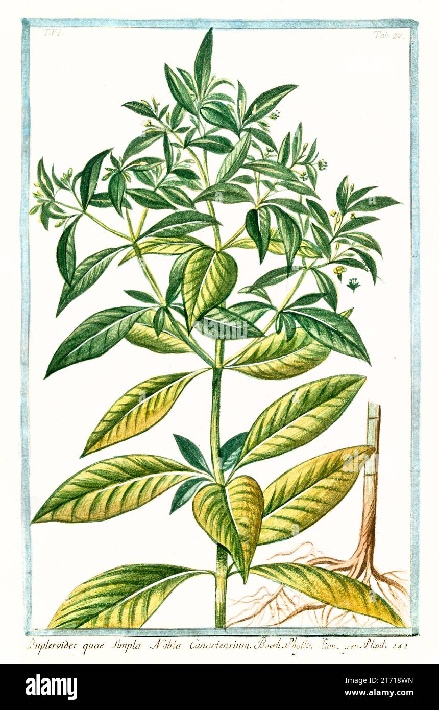 Old illustration of Shrubby Hare's Ear (Buplerum fruticosum). By G ...