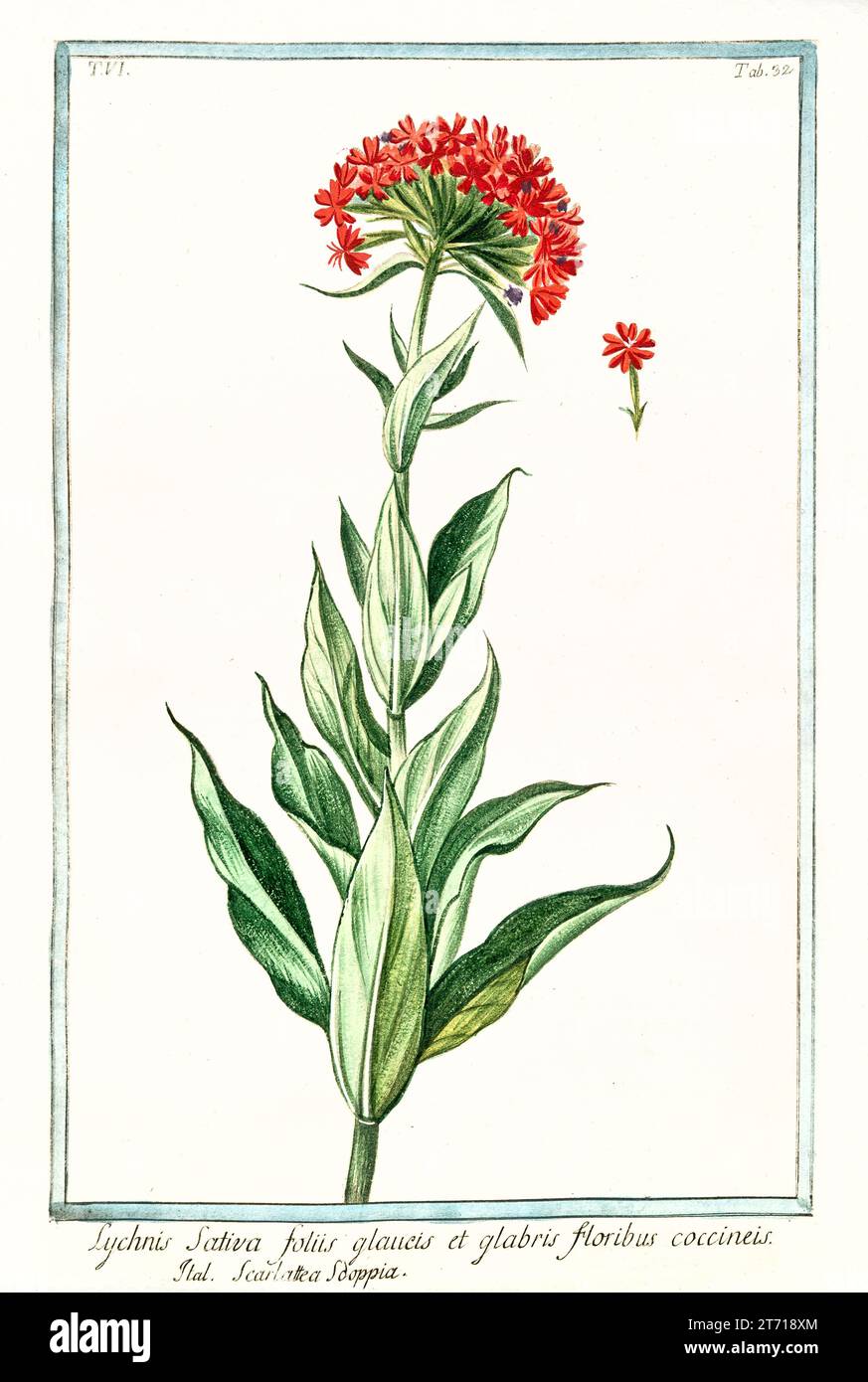 Lychnis sativa hi-res stock photography and images - Alamy
