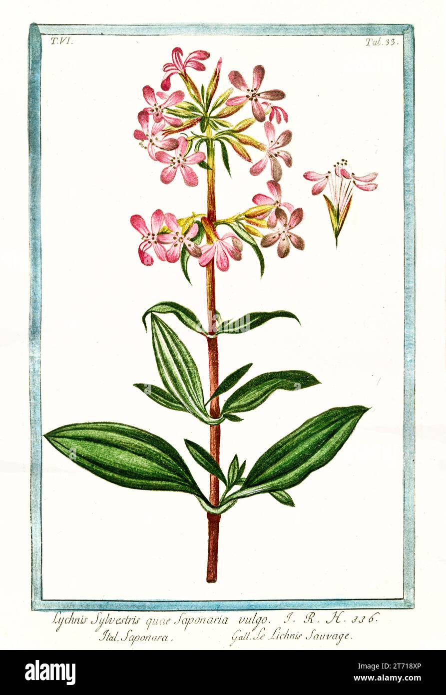 Old illustration of Common soapwort (Saponaria officinalis). By G ...