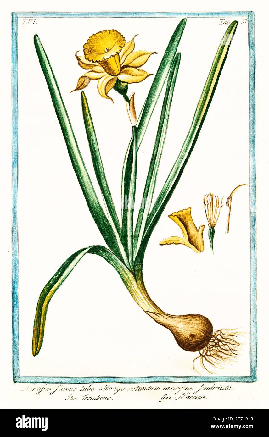 Old illustration of Narcissus flavus. By G. Bonelli on Hortus Romanus ...