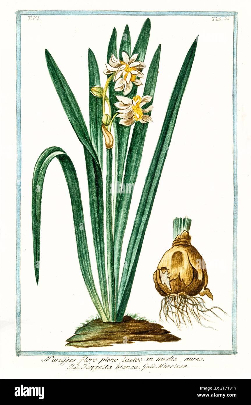 Old illustration of Paperwhite (Narcissus tazetta). By G. Bonelli on ...