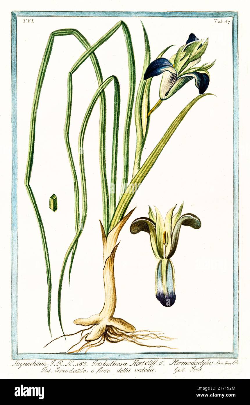 Old illustration of Widow Iris (Iris tuberosa). By G. Bonelli on Hortus ...