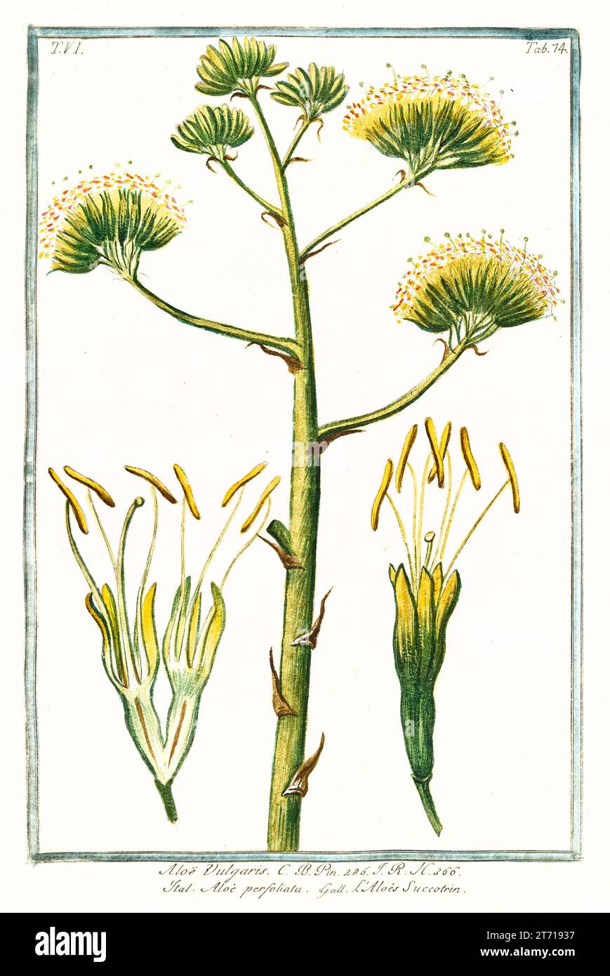 Old illustration of Sentry plant bloom (Agave americana). By G. Bonelli ...