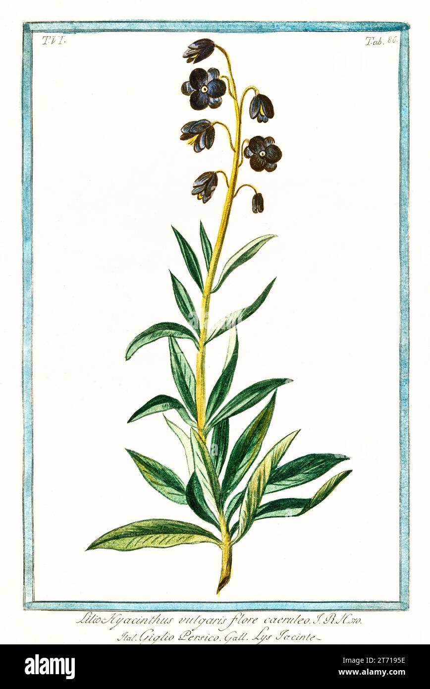 Lilio Cut Out Stock Images & Pictures - Alamy