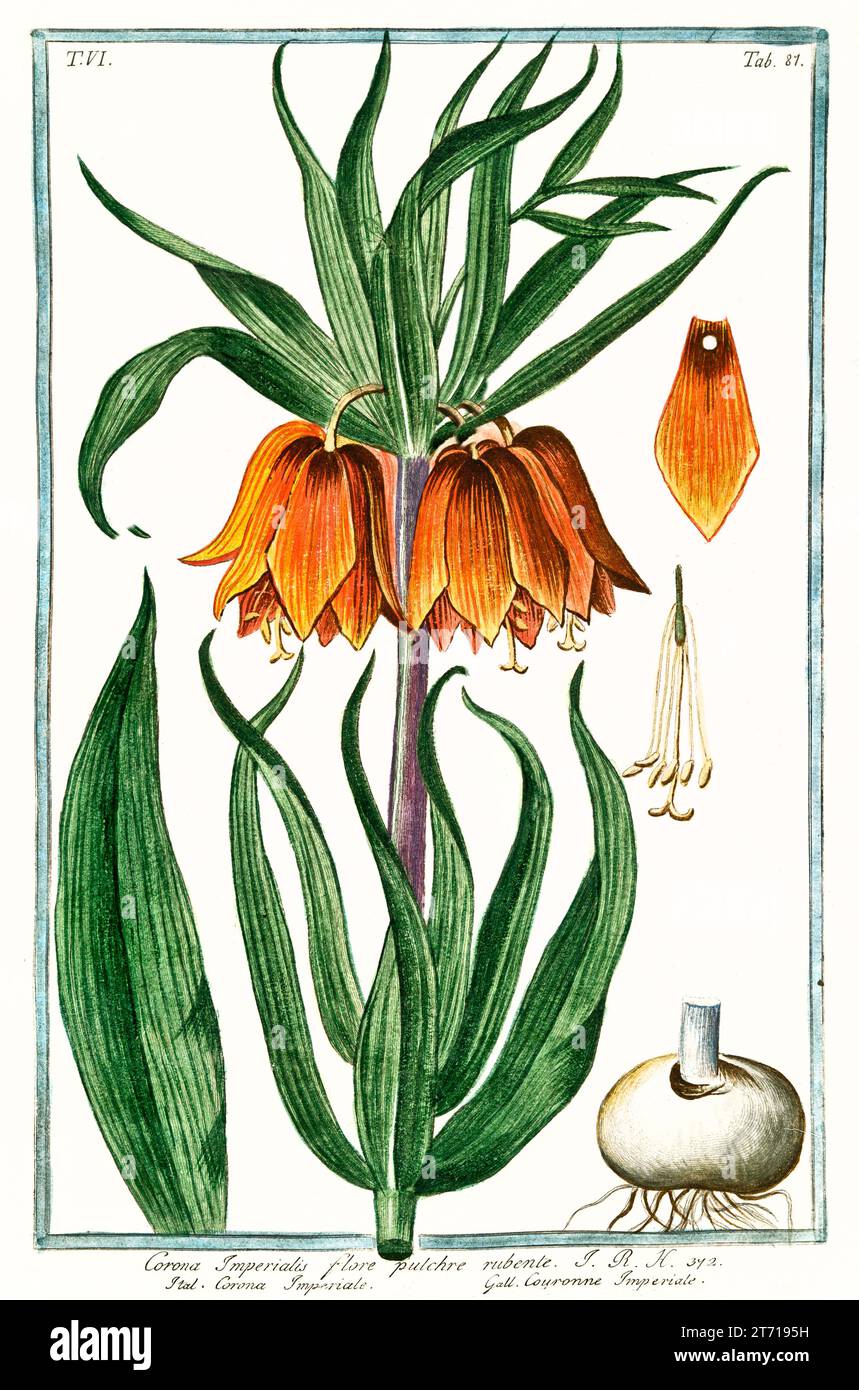 Old illustration of Crown Imperial (Fritillaria imperialis). By G ...