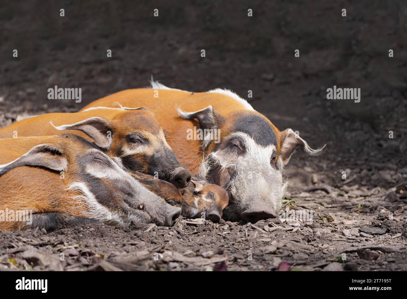 Family of brush-eared pigs is resting. River hog, Potamochoerus porcus ...