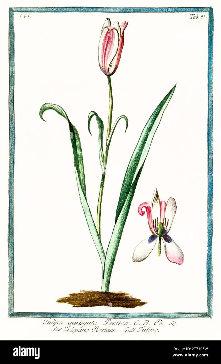 Old illustration of Tulipa variegata (?). By G. Bonelli on Hortus ...