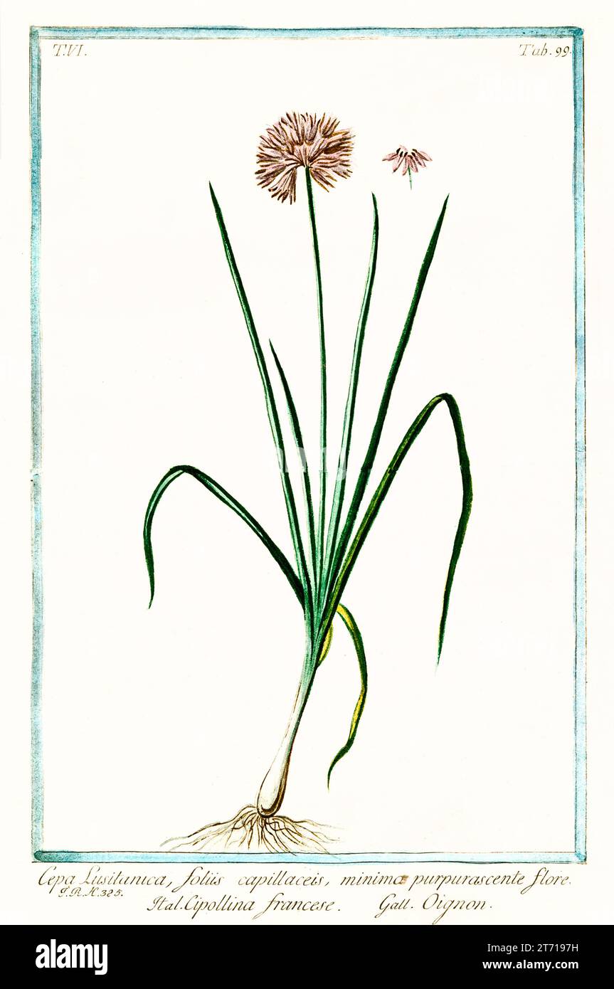 Allium cepa drawing hi-res stock photography and images - Alamy