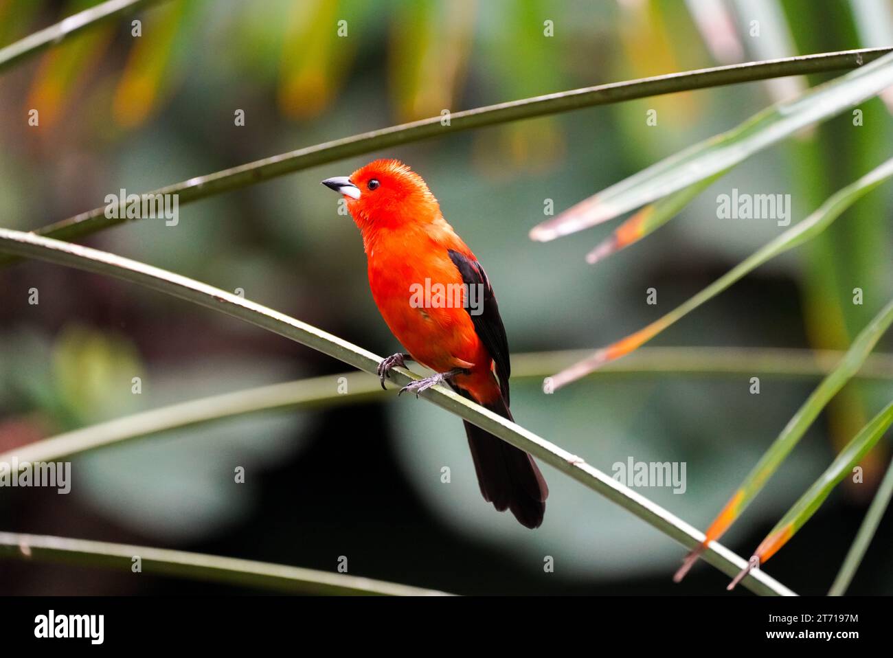 Portrait of a Brazilian tanager. Bird with red and black plumage close ...