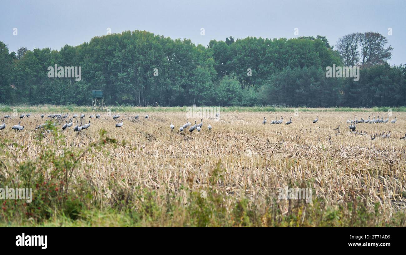 Cranes at a resting place on a harvested corn field in front of a ...
