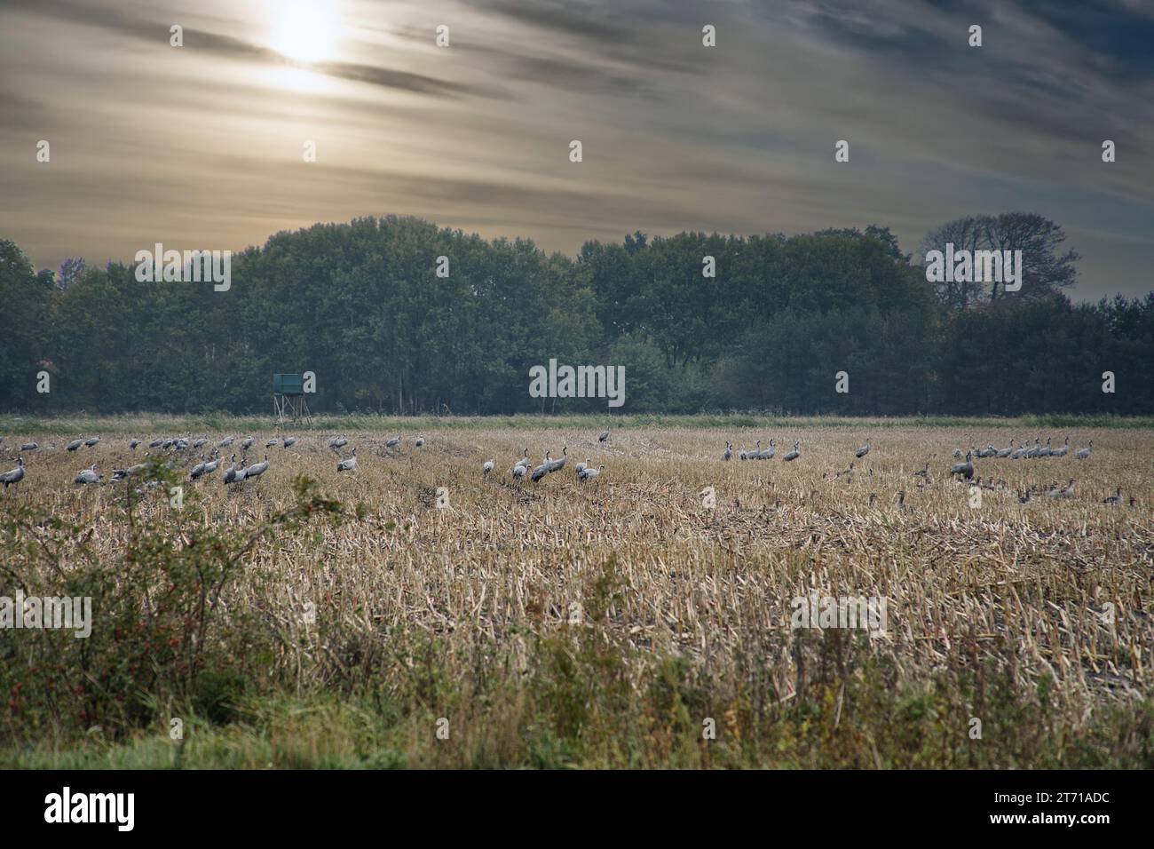 Cranes at a resting place on a harvested corn field in front of a ...