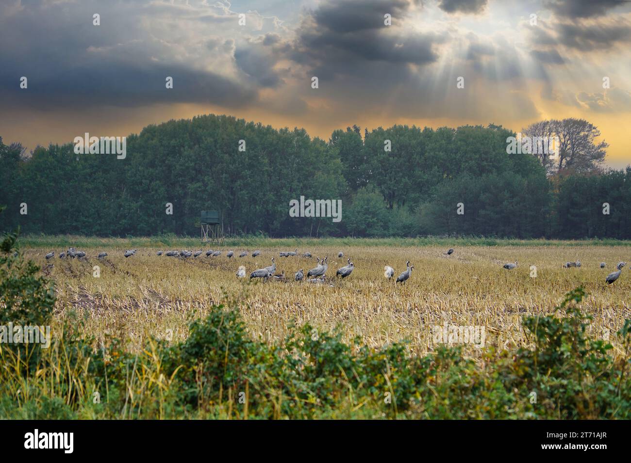 Cranes at a resting place on a harvested corn field in front of a ...