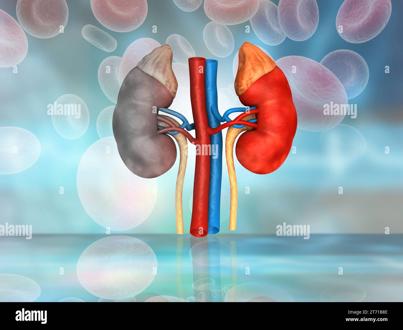kidney on science background. 3d illustration Stock Photo - Alamy