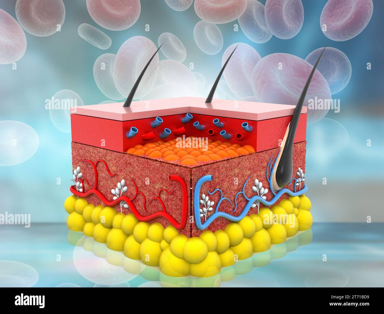 Human skin anatomy on science background. 3d illustration Stock Photo ...