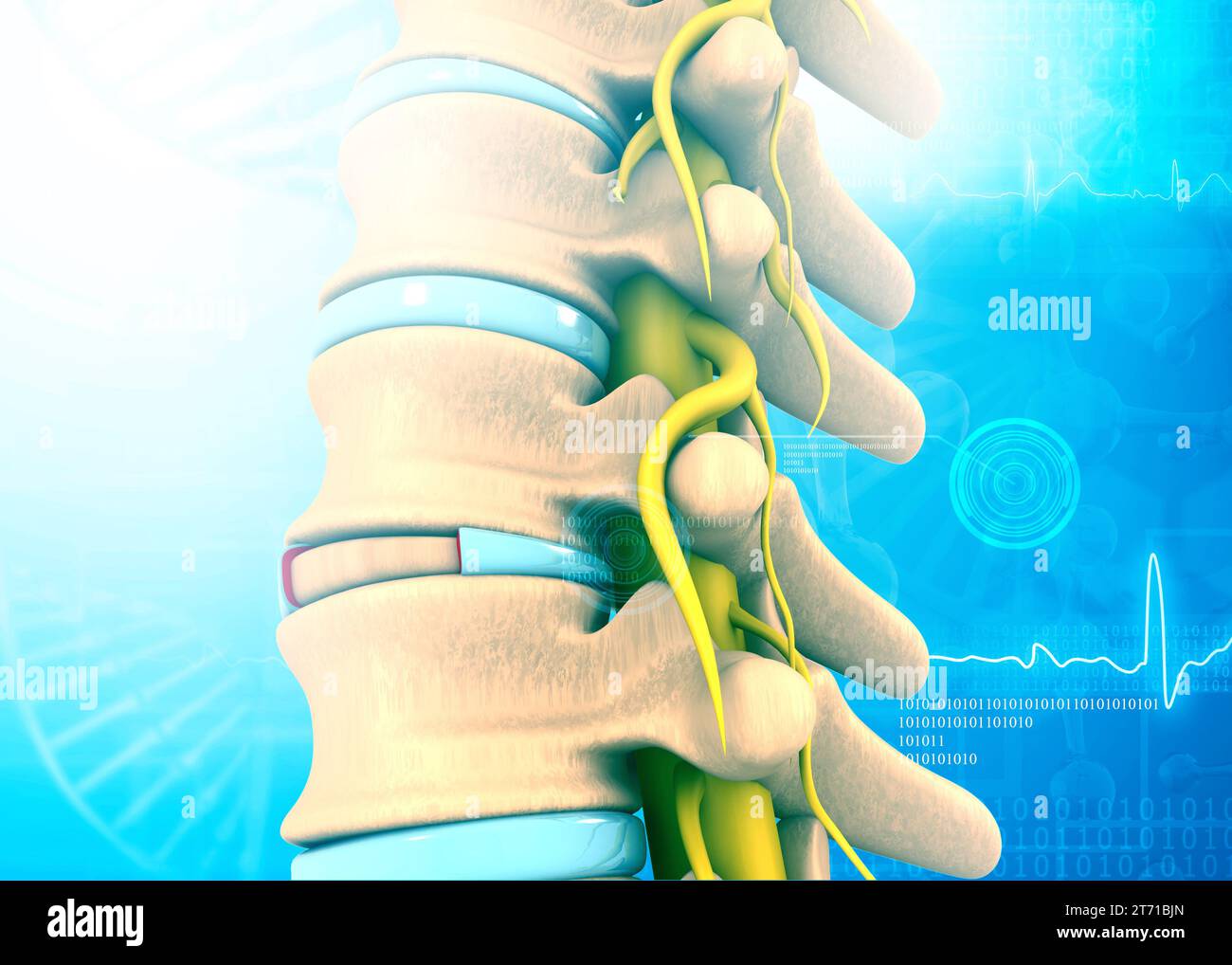 Anatomy of human spine and vertebral column on medical background. 3d ...