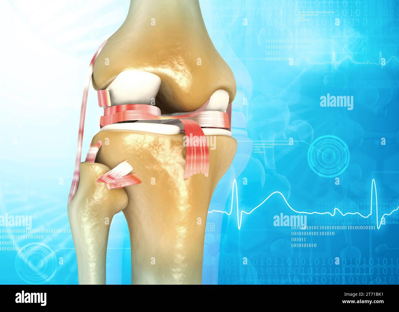 Human knee joint meniscus hi-res stock photography and images - Alamy
