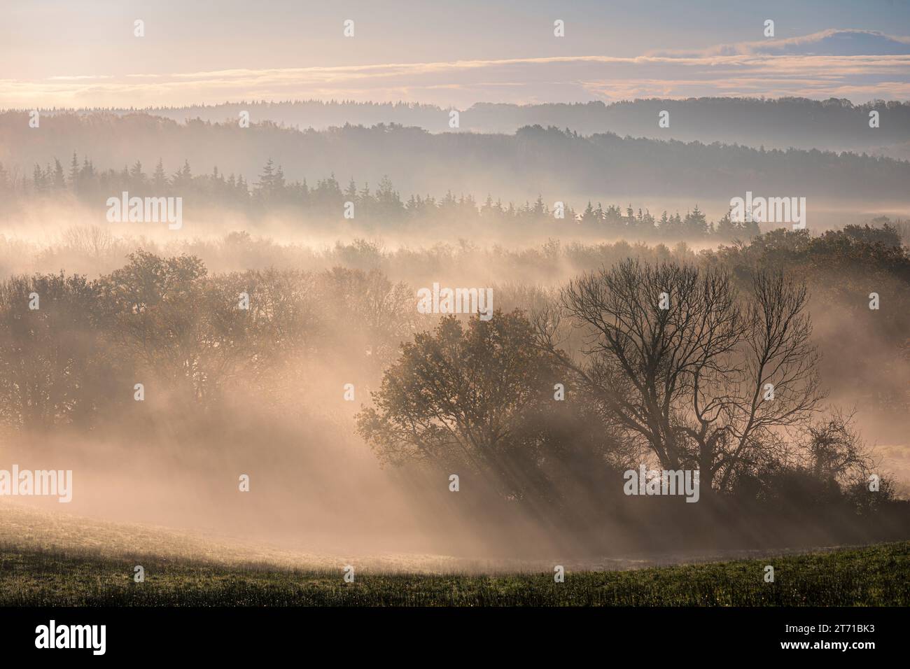 Misty morning in the vale of Penhurst and Ashburnham on the high weald ...