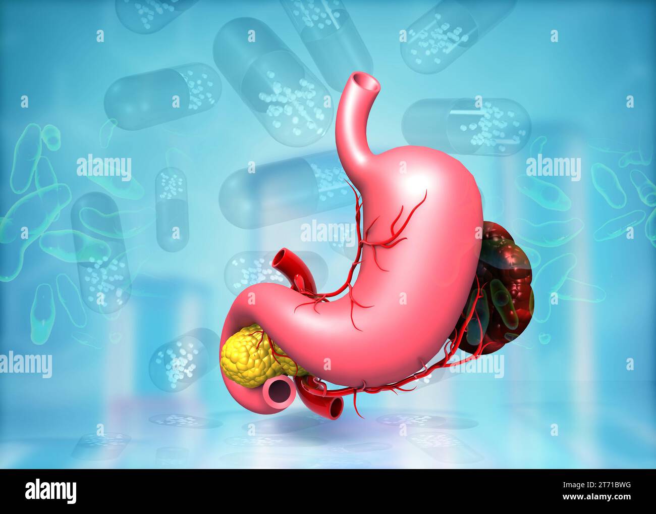Human stomach anatomy on science background. 3d illustration Stock ...