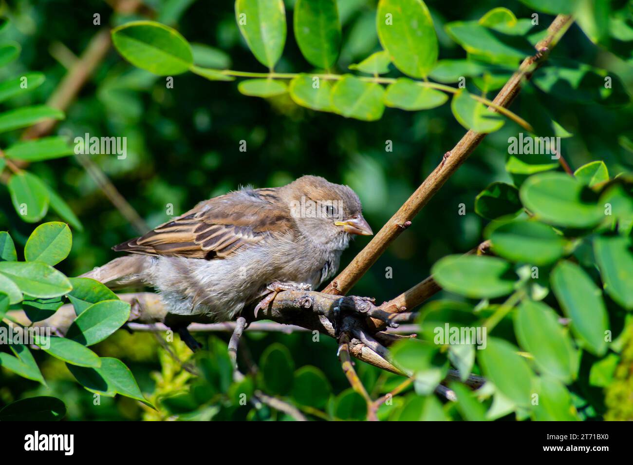 A sparrow bird on a tree branch with green leaves. Passer domesticus. A ...