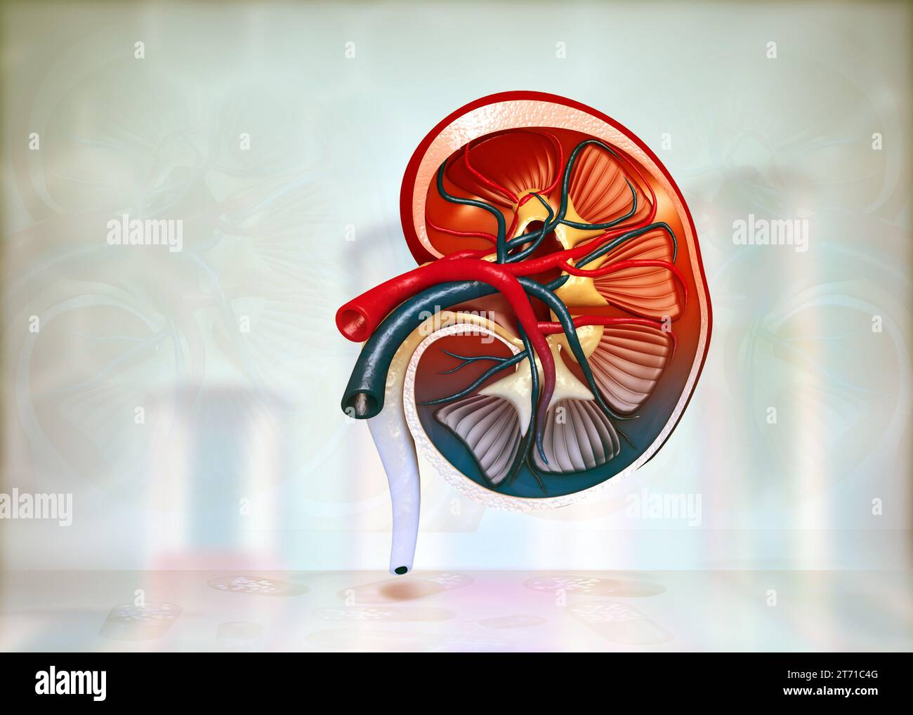 Cross section of human kidney on science background. 3d illustration ...