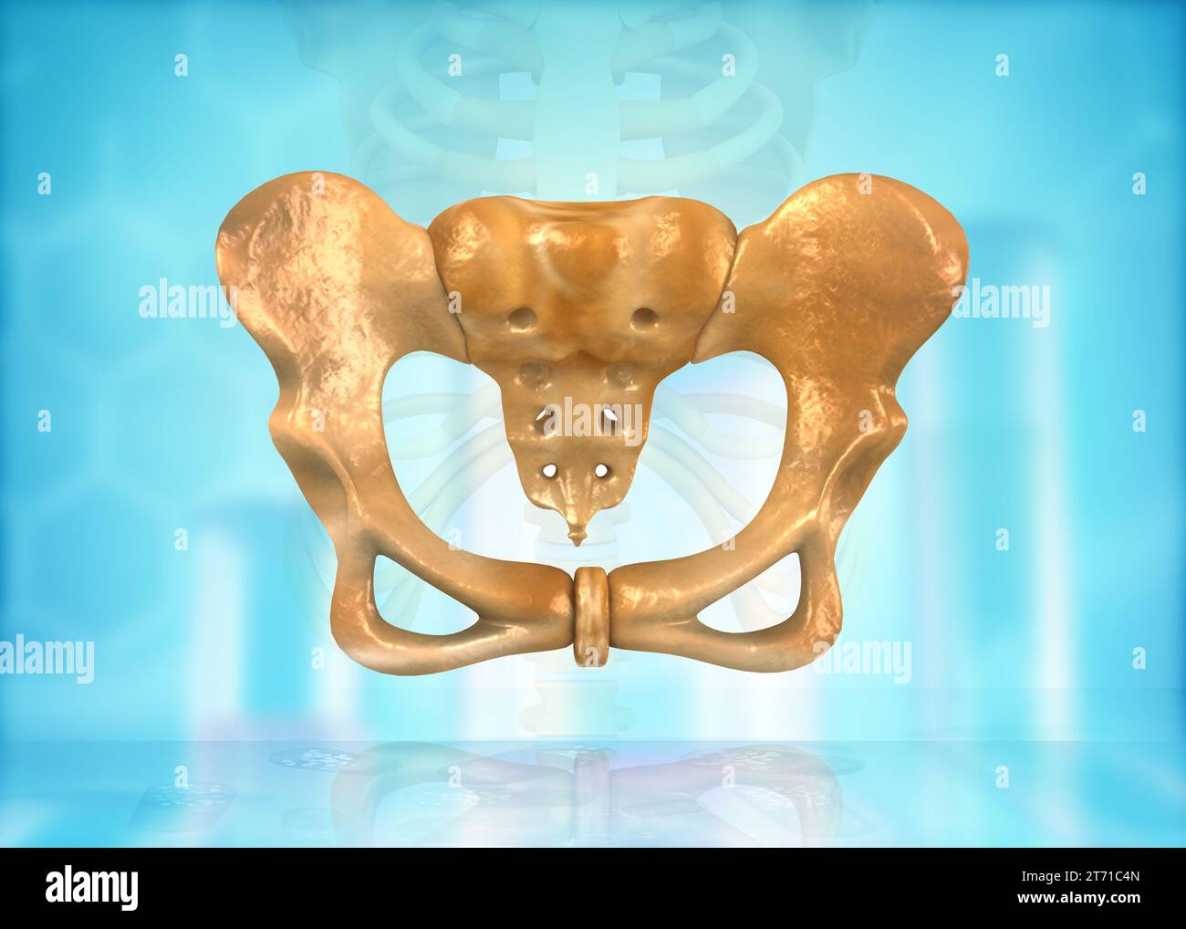 Human pelvis hi-res stock photography and images - Alamy