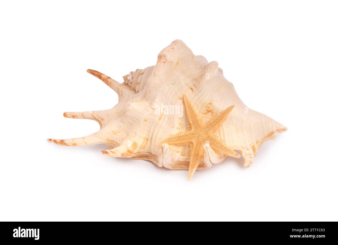 Beautiful sea star (starfish) and seashell isolated on white Stock ...